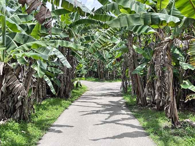 A tunnel of banana trees so lush and inviting, even the path itself seems to say "come on in, lunch is on us."