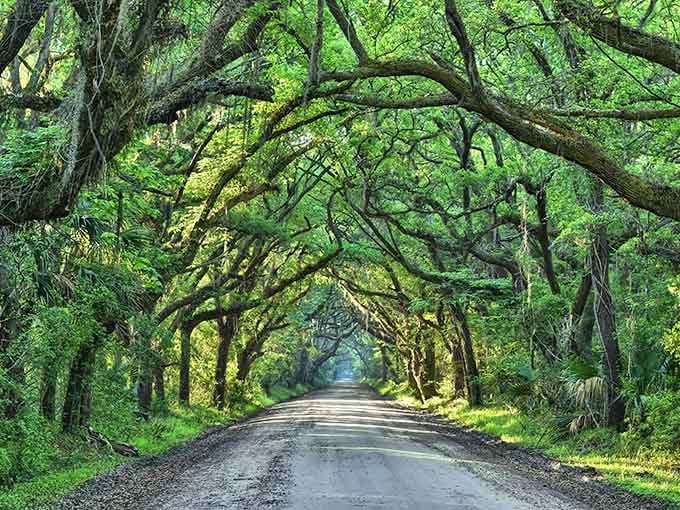 Nature's own cathedral, where ancient oaks bow overhead and Spanish moss whispers secrets to passing travelers.