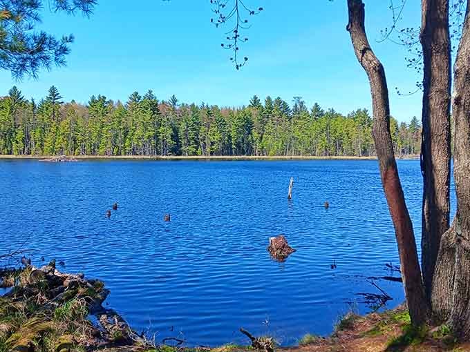 That deep sapphire blue lake framed by ancient pines is basically nature showing off without apology.