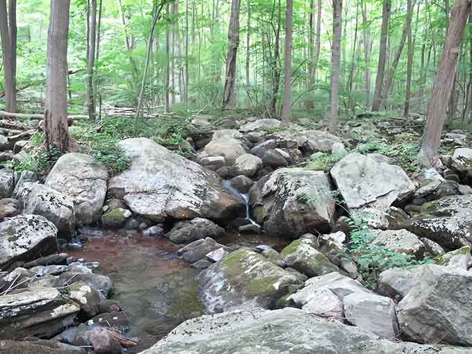 A mossy boulder stream in the middle of Morris County, proof that magic doesn't require a passport.