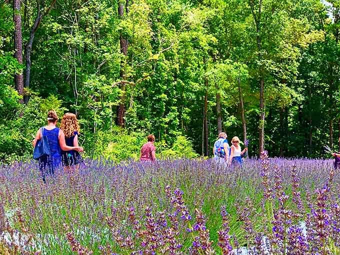 Purple dreams meet Carolina pines in a scene that'll make your heart skip a beat.