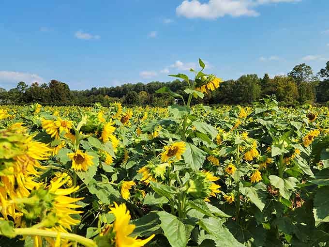 A sea of golden heads stretching toward the sky, Bush-N-Vine Farm proves South Carolina has serious sunflower game.