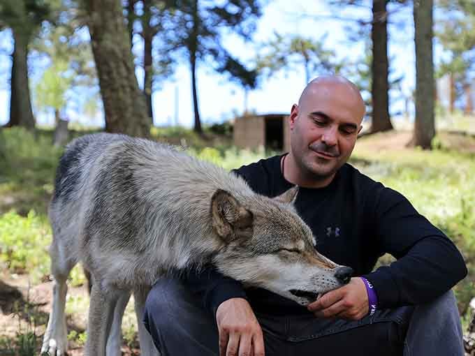 Visitors living their absolute best life with wolves who've decided humans aren't so bad after all.