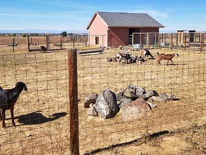 The goat committee has gathered for their daily meeting, and the agenda is rocks, hay, and chaos.