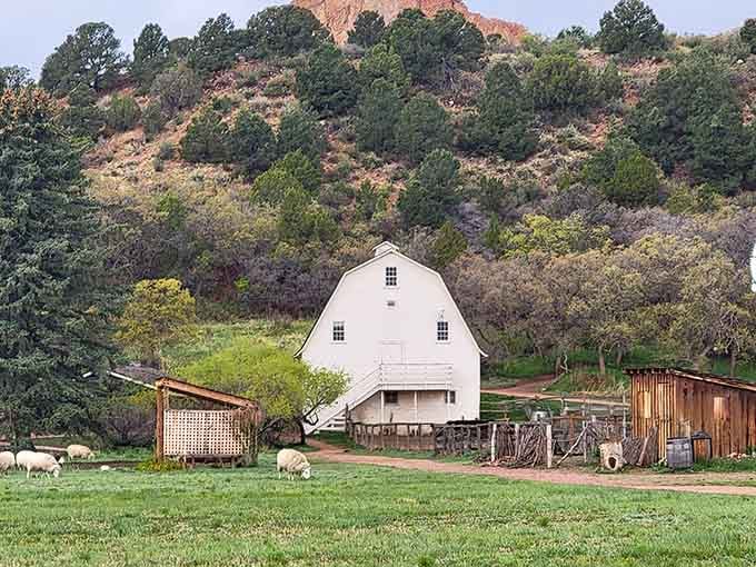 Sheep grazing peacefully while that magnificent white barn stands guard. Colorado mornings don't get much more honest than this.