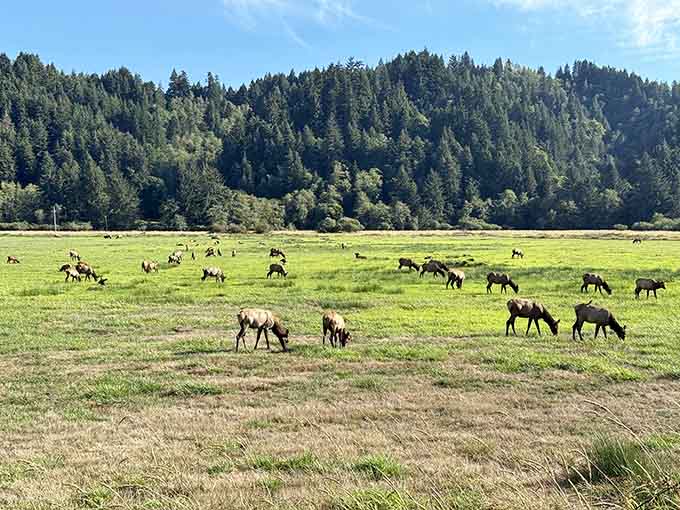 A living postcard that no filter could improve, the Dean Creek Elk Viewing Area delivers pure Oregon magic.