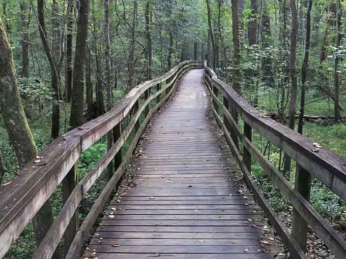 This weathered boardwalk curves through ancient green forest like nature's own yellow brick road.