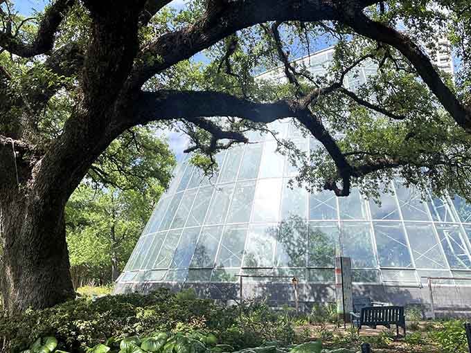 That glass pyramid rising from Hermann Park isn't a mirage—it's your portal to a tropical butterfly paradise.