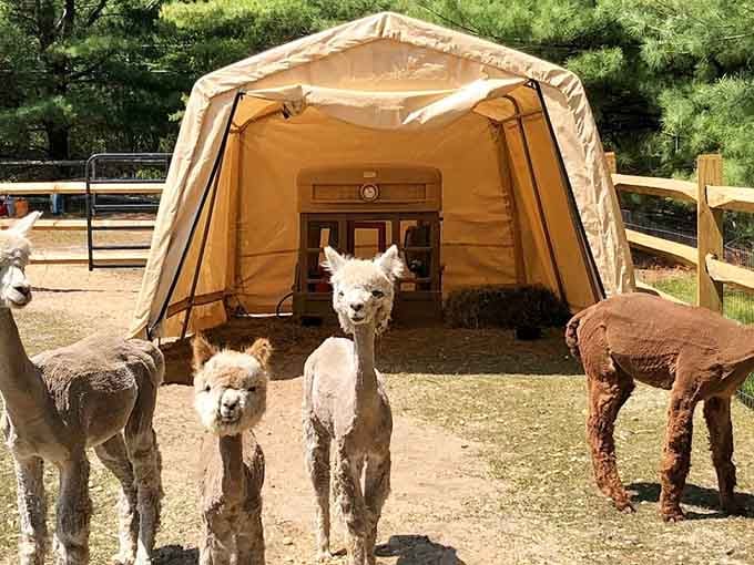 Meet the welcoming committee! These fluffy alpacas are always ready to greet new guests at the Alpaca Homestead Suite.