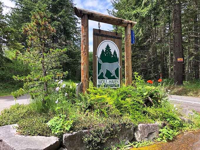 That entrance sign sets the expectation of a life-changing encounter with wolves—and it more than lives up to it.
