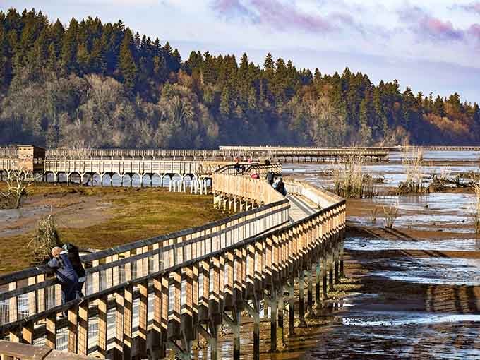 That boardwalk isn't just a trail, it's your personal front-row seat to one of Washington's greatest wildlife shows.