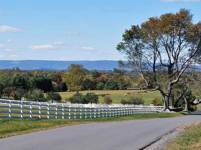 White fences, golden trees, and a road that makes you forget your inbox exists entirely.