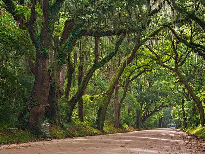 Nature's own cathedral, where ancient oaks bow overhead and Spanish moss whispers secrets to passing travelers.