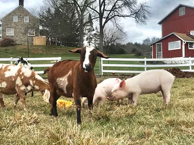 Goats and pigs living their best lives like tiny, hooved royalty in New Jersey.