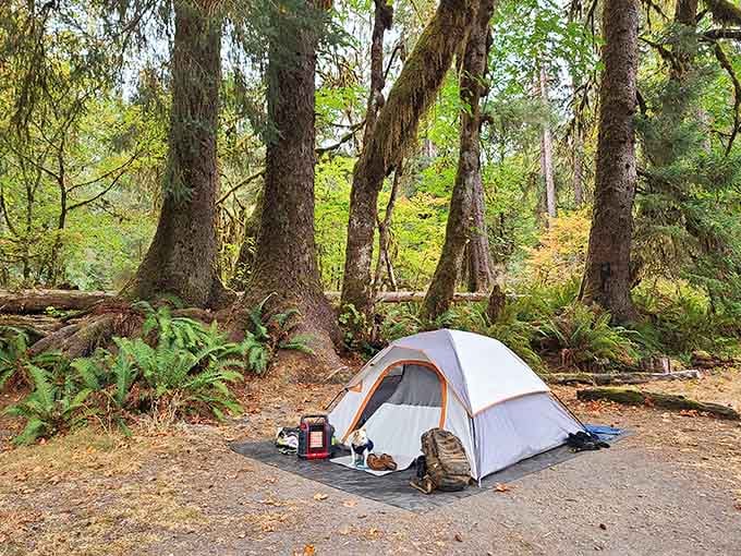 Your tent, ancient moss-draped giants, and ferns so green they almost glow &mdash; this is camping done right.