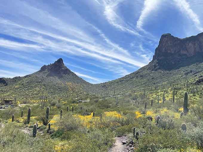 Spring wildflowers and saguaros frame Picacho Peak like nature hired its own film crew.