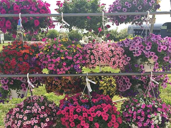 This cascading wall of petunias looks like someone spilled a paint box and nature said, "I'll take it from here."