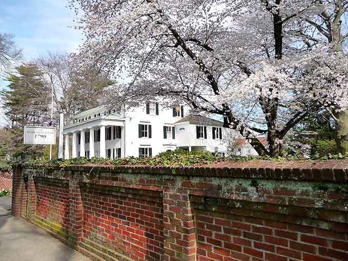 Cherry blossoms frame the Burr Homestead like nature itself decided to show off for company.