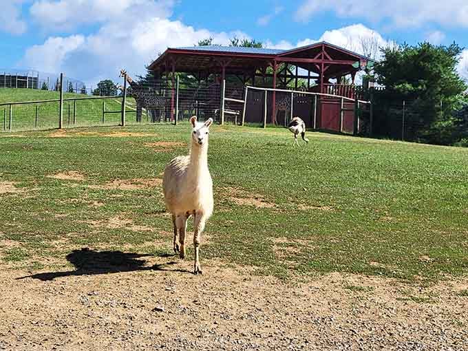 When exotic animals photobomb your safari adventure, you know you're in for something special.