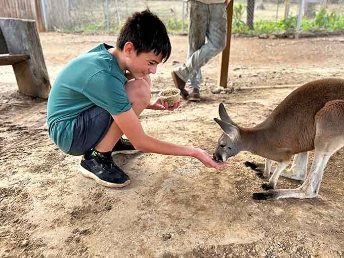 Nothing says "Missouri adventure" quite like a kangaroo eating from your hand like you're old friends.