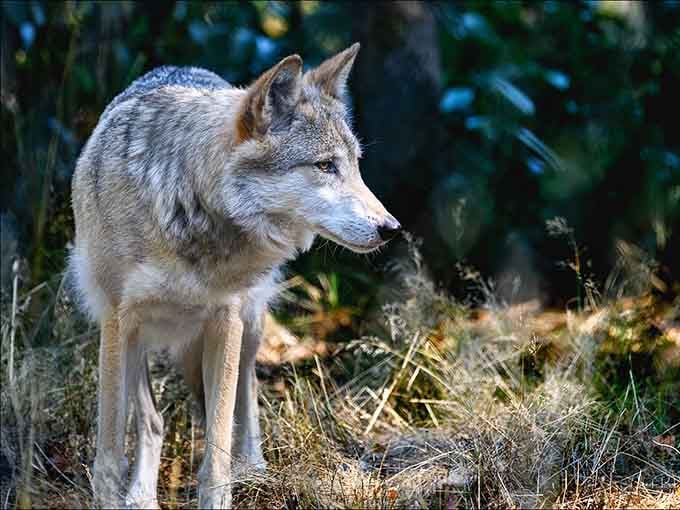 These magnificent creatures call Wolf Haven home, living their best lives in spacious, forested enclosures designed for their comfort.
