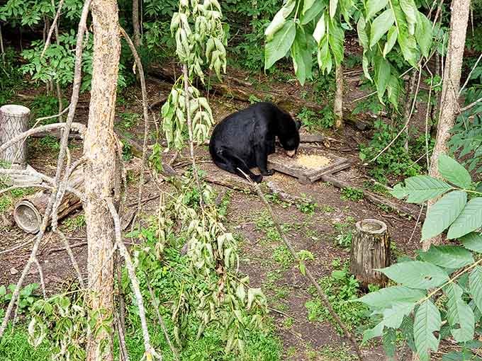 Where wild black bears graze peacefully together, proof that Minnesota's northwoods holds extraordinary surprises.