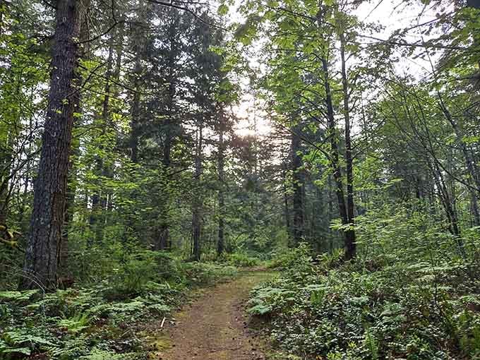 A forest path so serene and green, even your most stressed coworker would finally exhale.