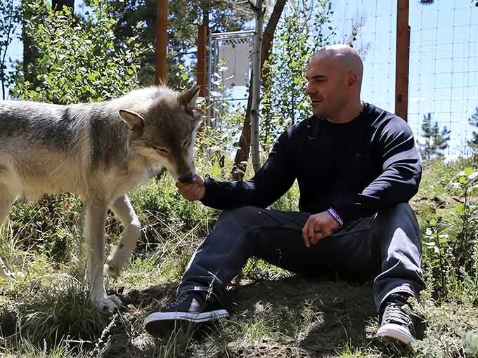 Visitors living their absolute best life with wolves who've decided humans aren't so bad after all.