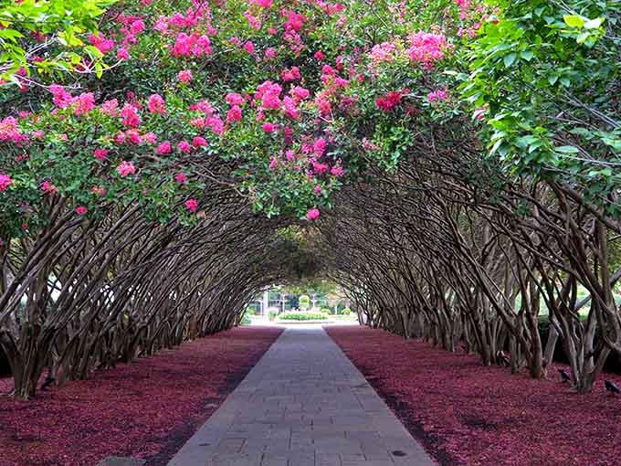 That tunnel of trees isn't just a pathway, it's nature's own red carpet welcome.