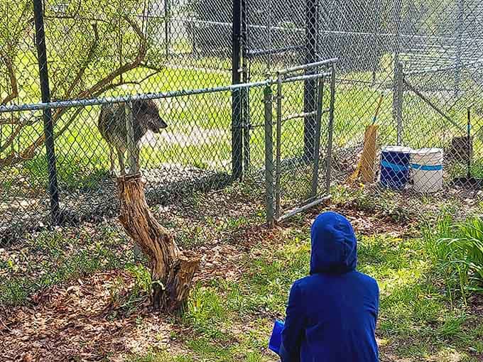 A child stands face-to-face with a wolf, proving nature's classroom beats any textbook hands down.