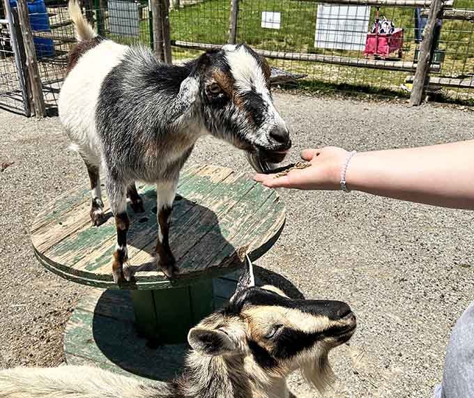 This goat climbed a wooden spool just to reach your hand, and honestly, the dedication is inspiring.