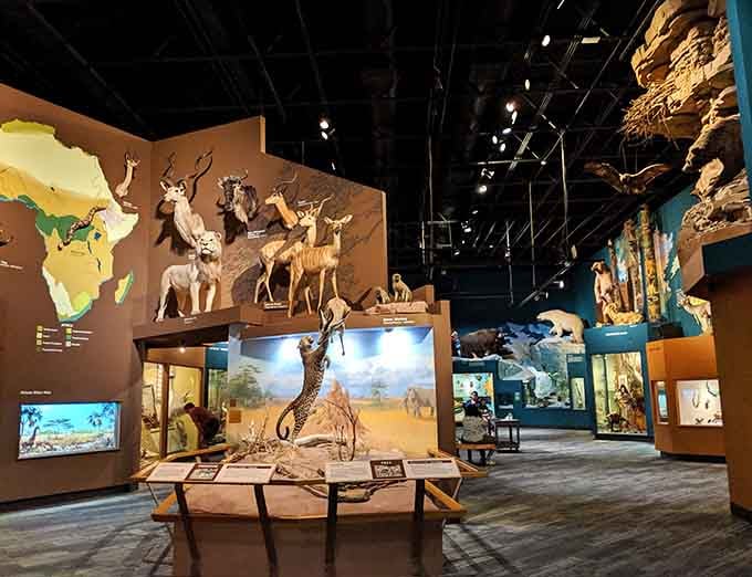 Africa comes alive in Cleveland, with kudu, wildebeest, and a prowling leopard frozen mid-leap in stunning detail.