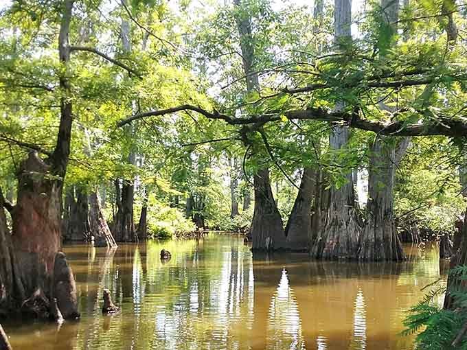 When Illinois decides to cosplay as Louisiana, this is what you get—and honestly, we're not complaining one bit.