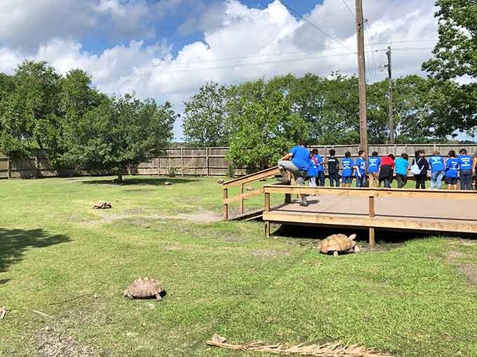 A group of kids in matching blue shirts discovers that tortoises are basically the coolest neighbors you never knew you had.