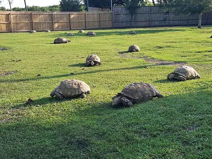Rush hour at Crocodile Encounter looks nothing like your morning commute, and honestly, we prefer it this way.