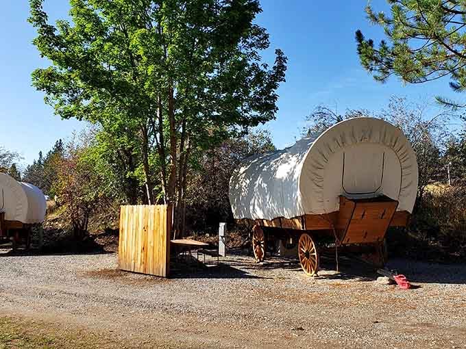 Parked under pines instead of crossing plains, these wagons offer adventure without the actual risk of river crossings.