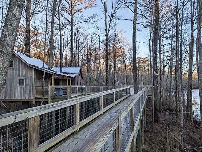 Winter transforms the forest into a stripped-down masterpiece, proving nature doesn't need leaves to show off its architectural genius.