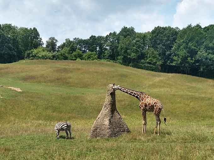 Africa called, and Michigan answered. A giraffe and zebra share rolling green hills like old neighbors.