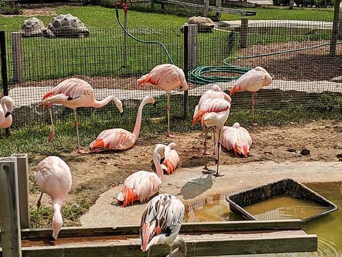 These flamingos have mastered the art of looking effortlessly fabulous while standing in a puddle all day.
