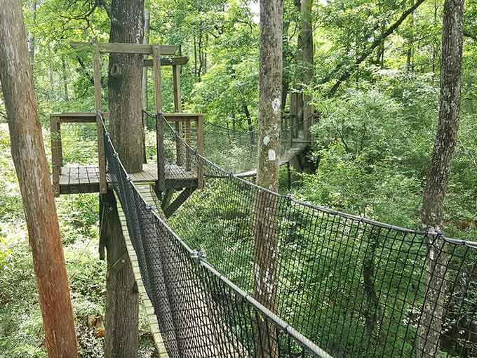 Nature's own obstacle course, where the trees are the walls and the sky is the ceiling. No membership required.