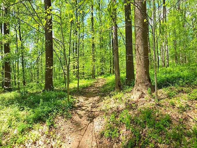 This trail winds through the woods like it's got all day, which is exactly the pace you need.