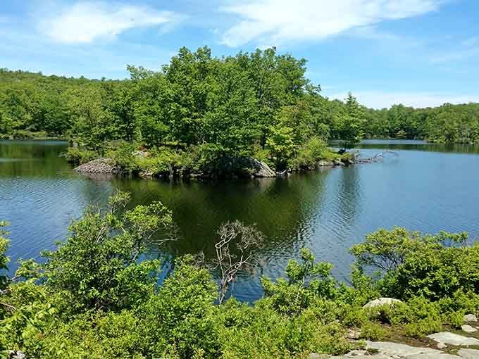 A tree-covered island sitting quietly in the middle of the water, unbothered and honestly living its best life.