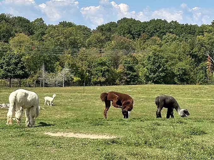 White, brown, and dark alpacas doing what they do best: looking magnificent while completely ignoring your schedule.