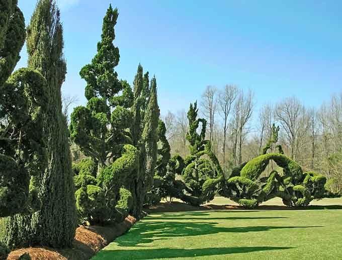 These sculpted trees stretch and spiral skyward like nature decided to show off under a brilliant South Carolina blue sky.