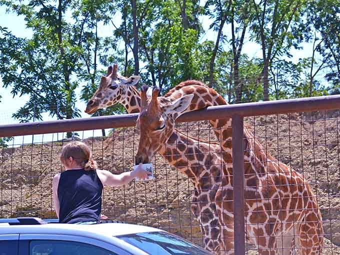 When a giraffe leans in for a snack, you realize nature's greatest gift is pure, unfiltered joy.