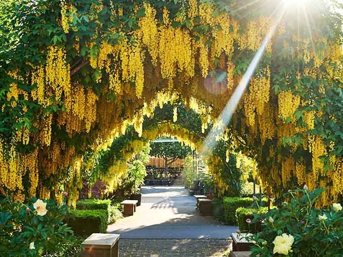 Golden chains of laburnum flowers cascade overhead, turning an ordinary walk into something genuinely unforgettable.