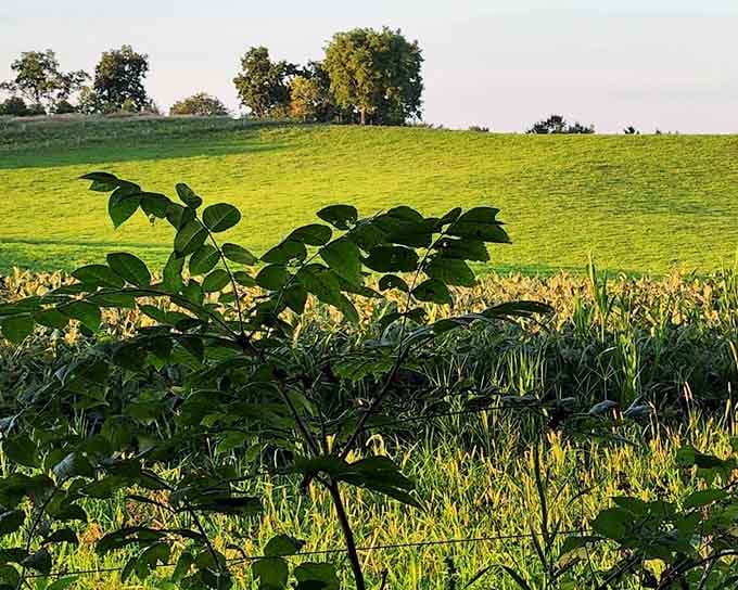 Rolling green hills and golden afternoon light prove that Illinois has been hiding serious beauty all along.