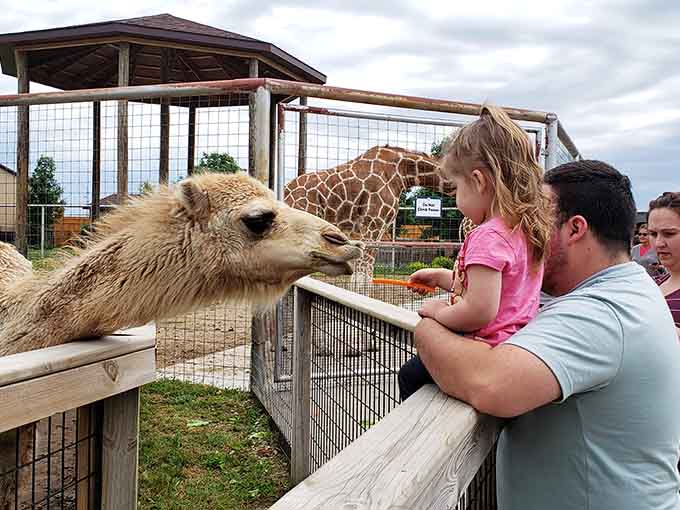 Boulder Ridge Wild Animal Park: where Michigan surprises you with a safari you never saw coming.