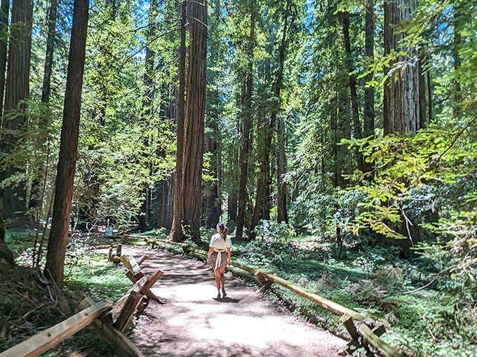 Ancient giants stand guard over a quiet path, reminding you that some things are worth protecting forever.