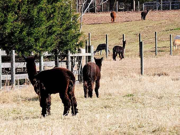 Dark, fluffy alpacas roam golden fields at Villa de Alpacas, living their best unbothered lives in Aquasco.